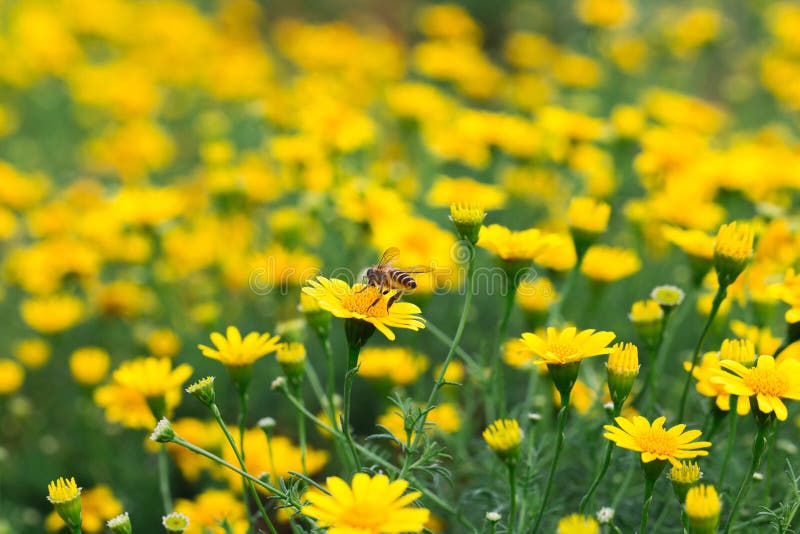 Little Bee Fly in the Field of Beautiful Yellow Daisy Stock Photo ...