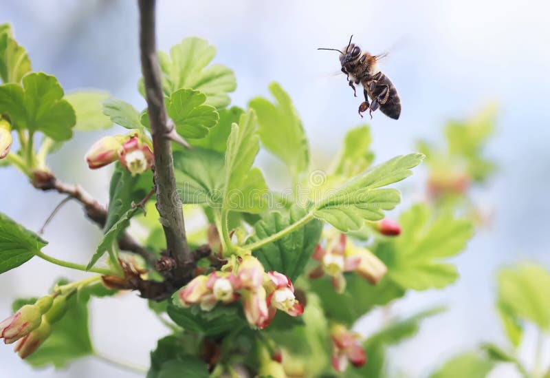 Little Bee Flying Over Flowering Branches Stock Image - Image of leaf ...