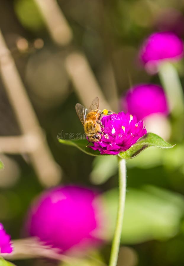 The Little Bee on Globe Amaranth Flower Stock Photo - Image of amaranth ...