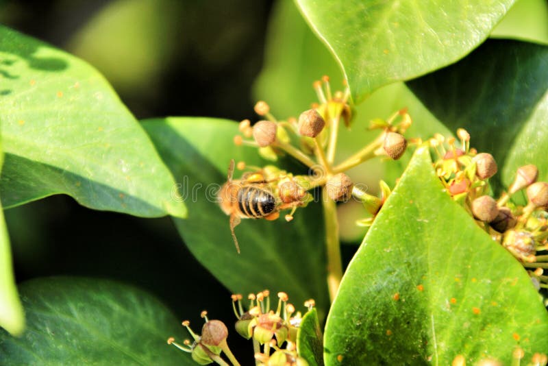 Little Bee on Hedera Helix Flower. Stock Image - Image of green ...