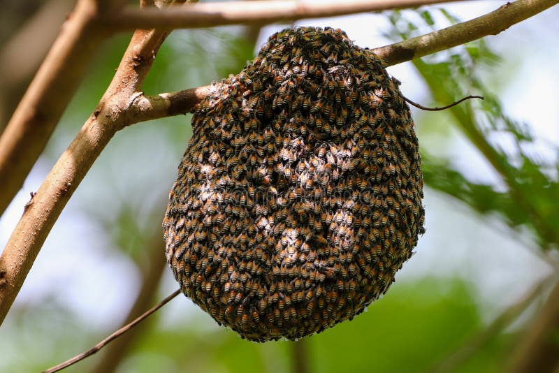 Little Bee Hive in the Park Stock Image - Image of fruit, little: 263526225