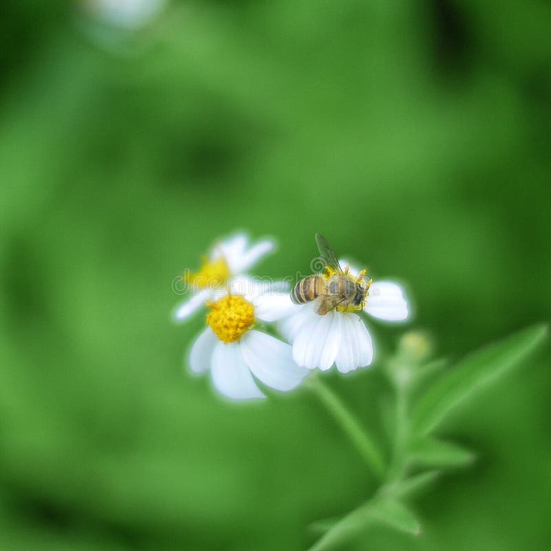 Little Bee, Honey Bee, Pollen Stock Image - Image of sweet, little ...