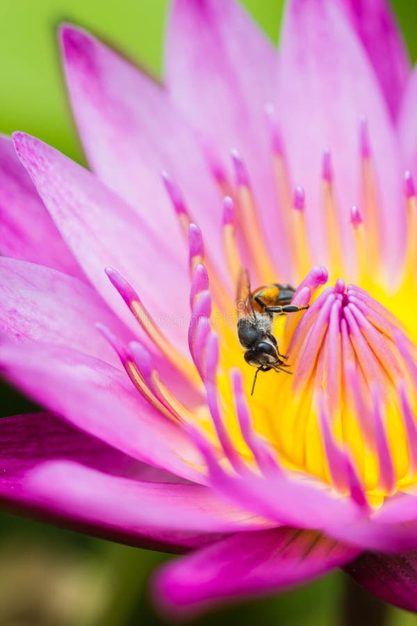 Little bee on lotus flower stock photo. Image of petal - 73480418