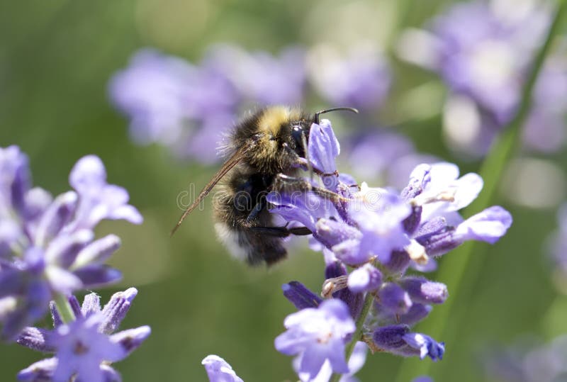 Little Bee stock photo. Image of honey, elegance, honeycomb - 32334178