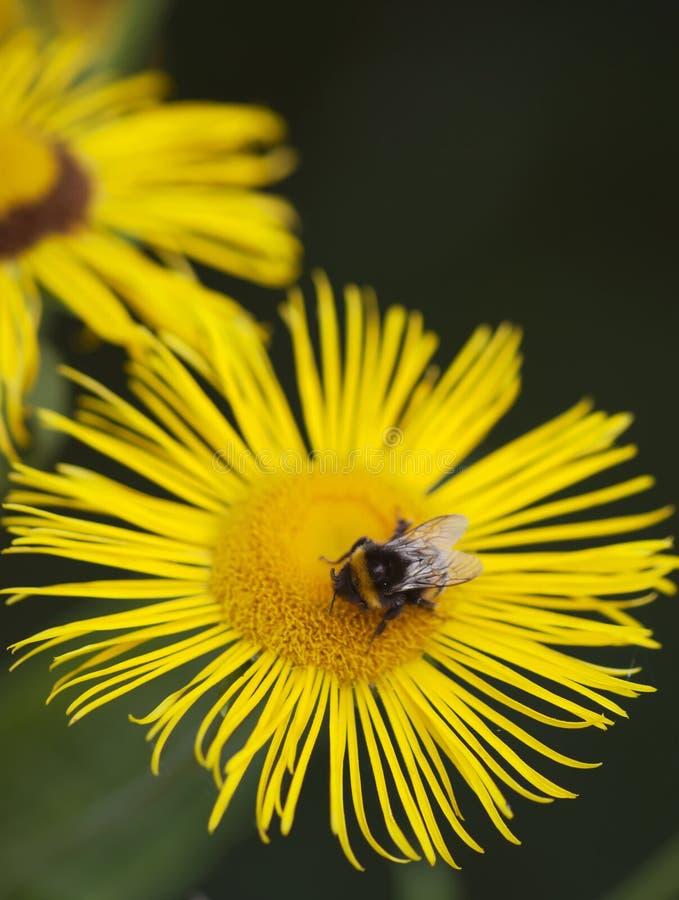 Little Bee Pollinate a Yellow Daisy Stock Photo - Image of beauty ...