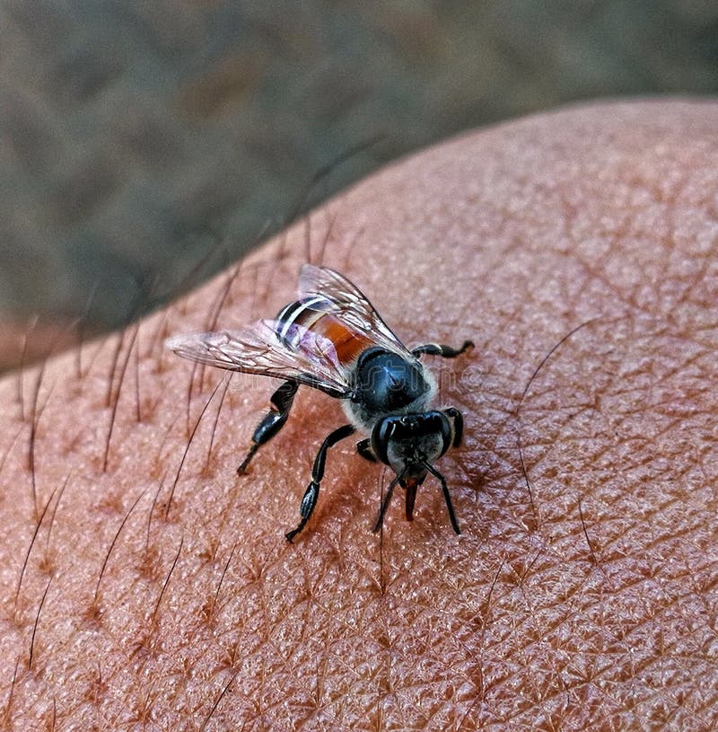 Little Bee Sticks Stock Photos - Free & Royalty-Free Stock Photos from ...