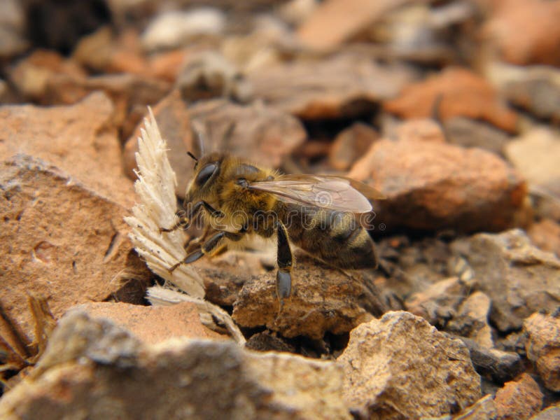 Little bee on the stone stock image. Image of flower - 225858485