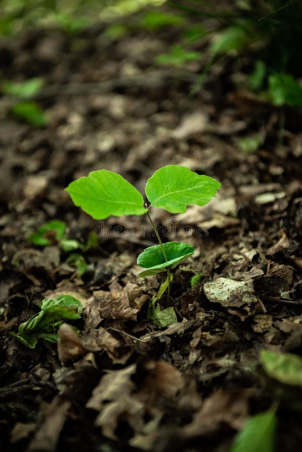 Little Beech Tree in the Forest Stock Image - Image of forest, tree ...