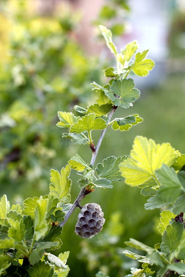 Little beehive stock photo. Image of care, design, green - 39323484