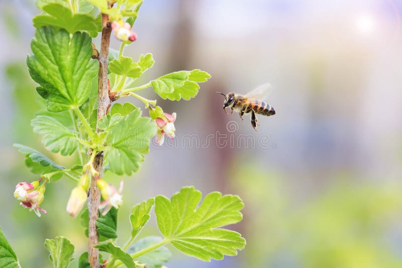 Little Bees Flying Over Flowering Branches Stock Image - Image of ...
