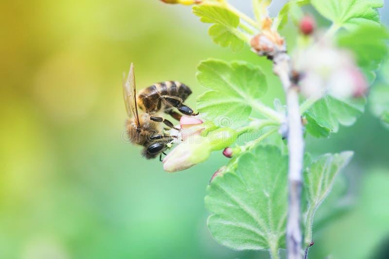 Little Bees Flying Over Flowering Branches Stock Photo - Image of ...