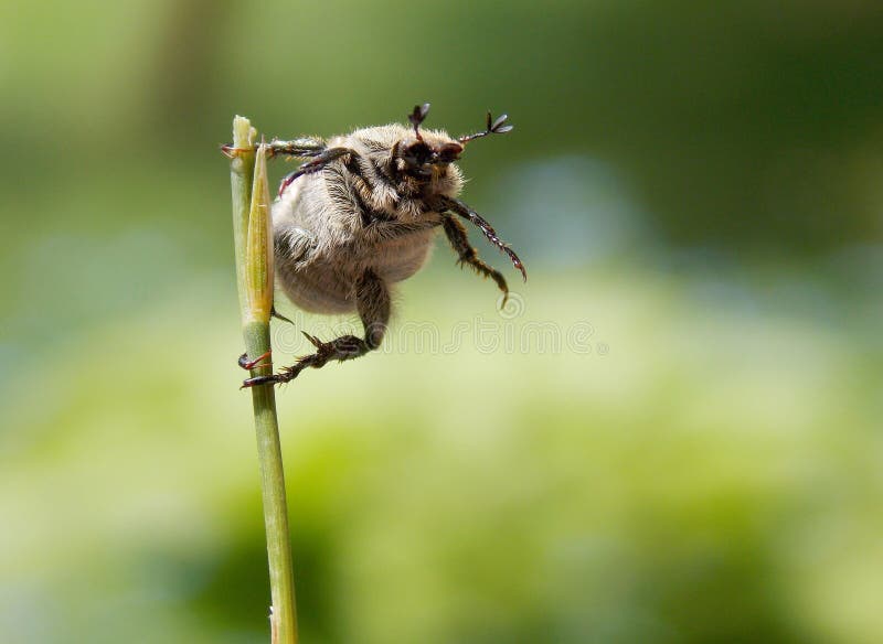 Beetle stock image. Image of arthropod, wildlife, horns - 99894431