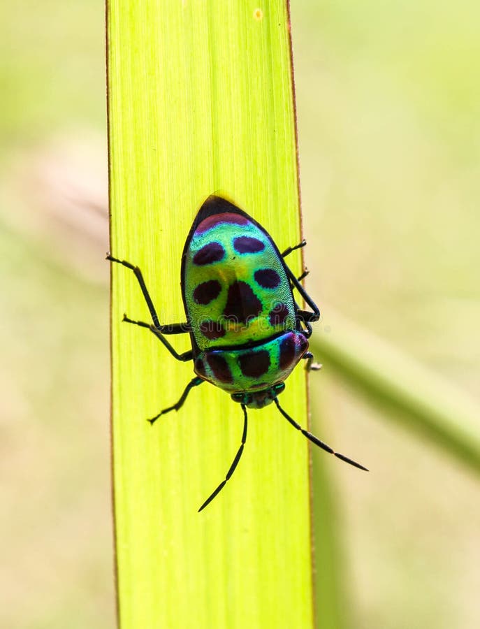 Little beetle stock photo. Image of small, landscape - 44176792