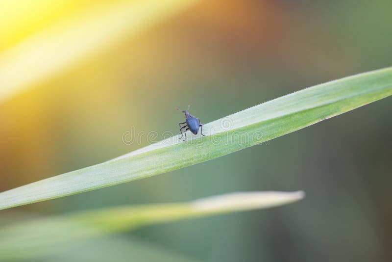 Little Beetle on a Green Leaf Stock Photo - Image of lovely, bright ...