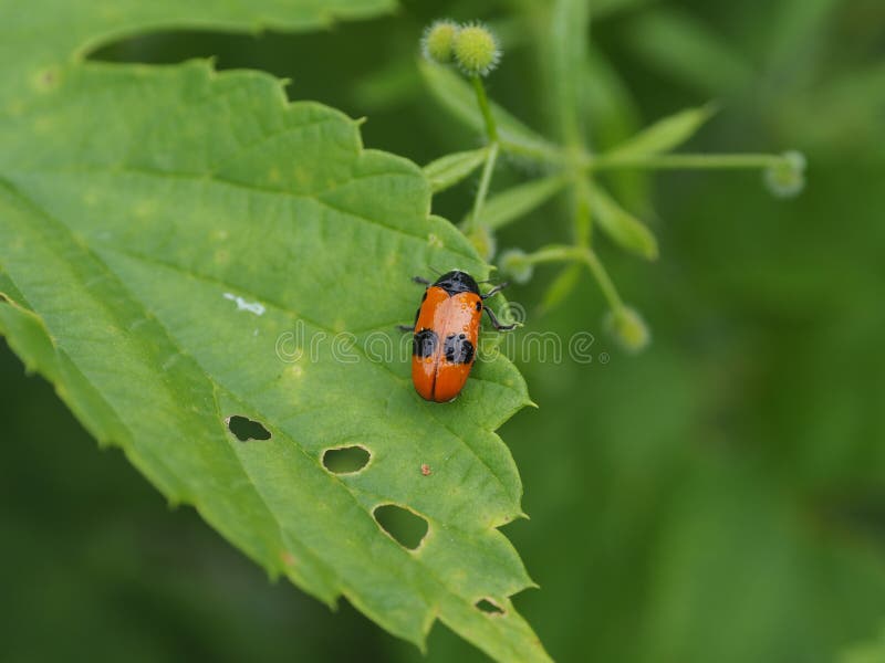 Poppet stock image. Image of invertebrate, green, animal - 233474957