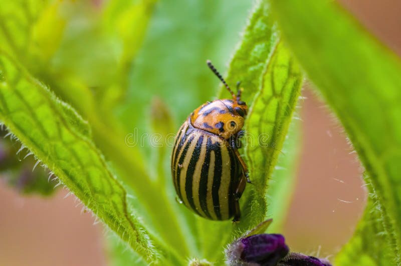 Little Beetle on a Plant in Nature Stock Image - Image of ecology ...