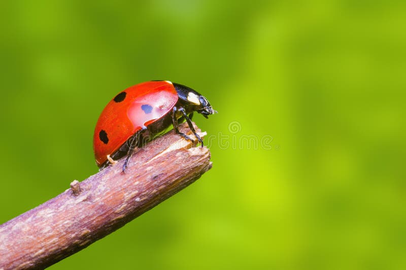 Little Beetle on a Plant in Nature Stock Image - Image of flower ...