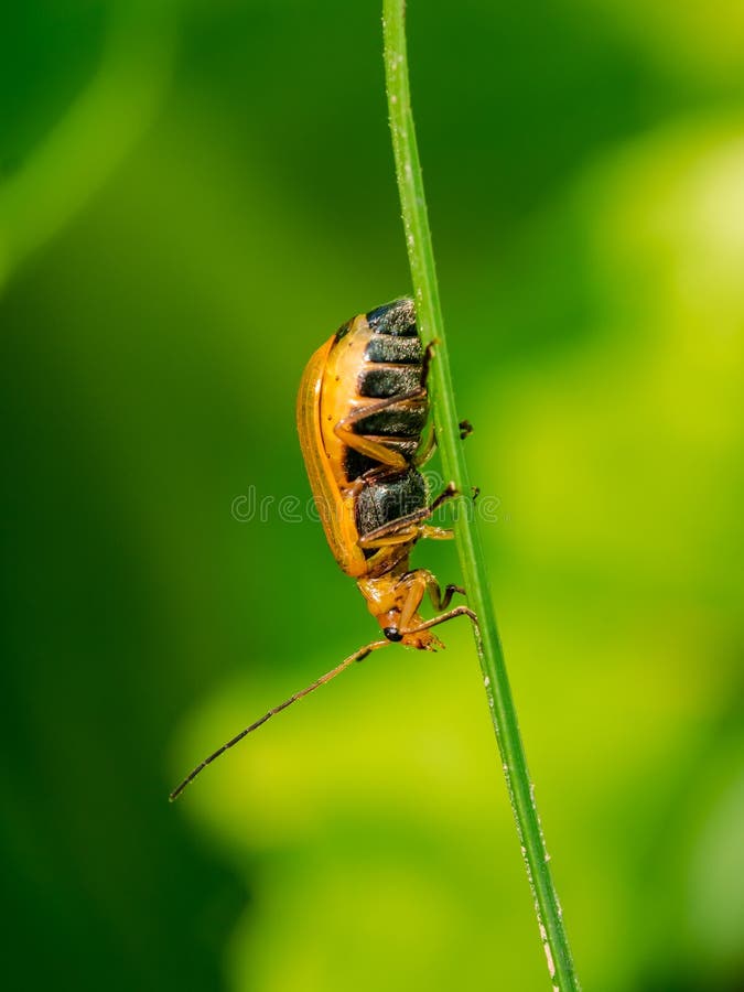 Little beetle stock photo. Image of leaves, antennae - 52401040