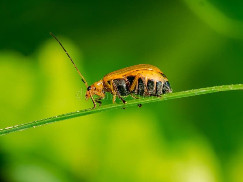 Little beetle stock image. Image of eyes, environment - 52401077