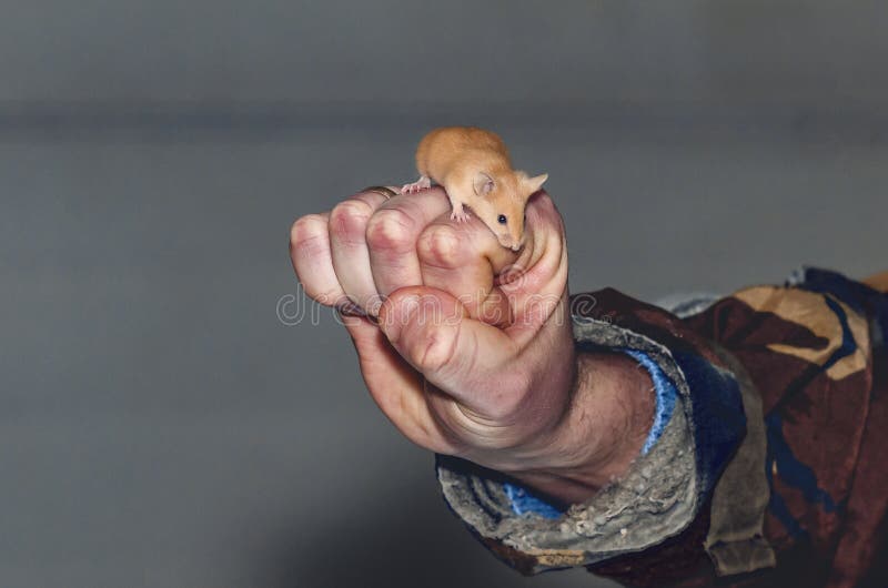 Little Beige Mouse on a Man Hand. Brave Pet Stock Photo - Image of ...