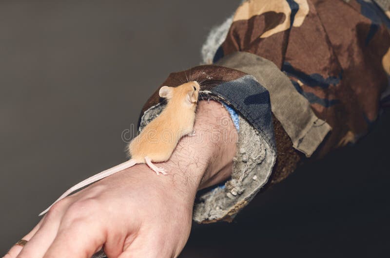 Little Beige Mouse on a Man Hand. Brave Pet Stock Photo - Image of ...