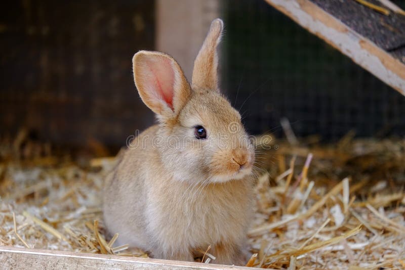 Little Beige Rabbit Sitting in a Farm Stock Image - Image of mammal ...