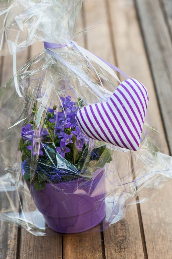 Little bell flower stock image. Image of wall, portenschlagiana - 32240007