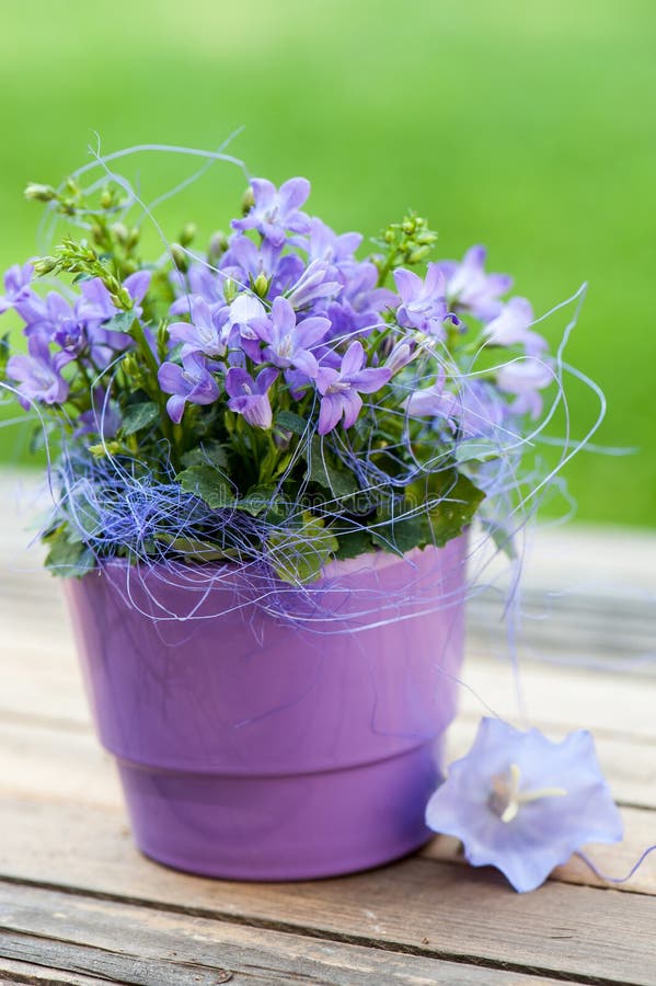 Little bell flower stock image. Image of campanula, gift - 32240023