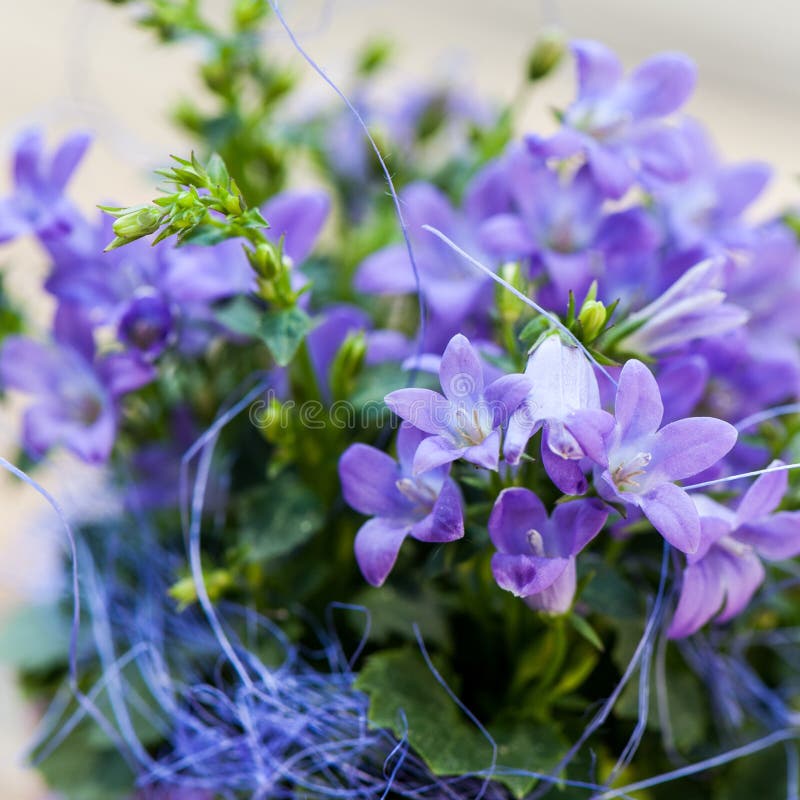 Little bell flower stock image. Image of nature, purple - 32240035