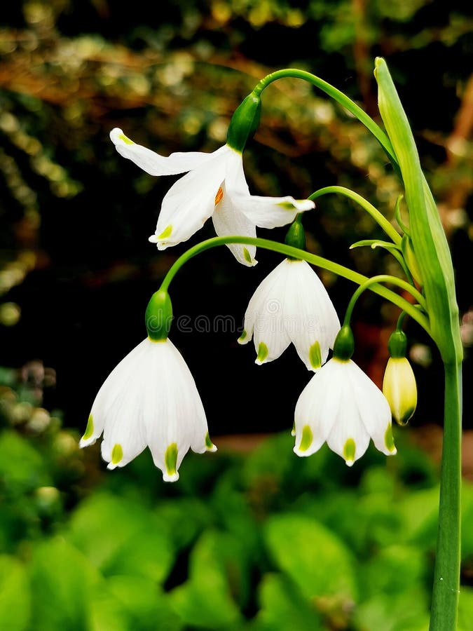 Little Bell Flowers in a Garden Stock Photo - Image of nature, bells ...