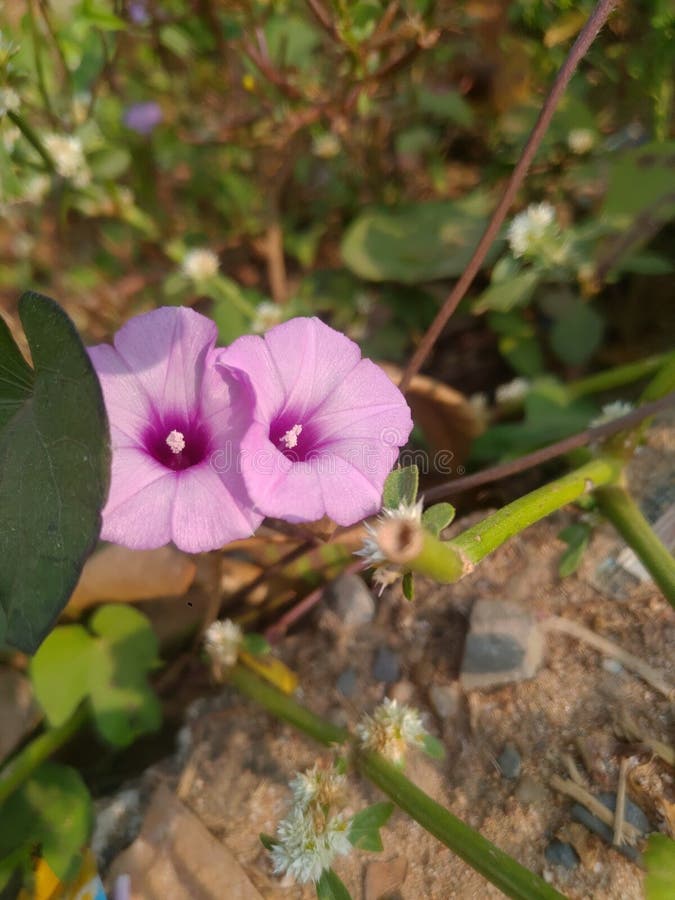 Little Bell Phool Beutiful Full HD Images Wallpaper Stock Photo - Image ...