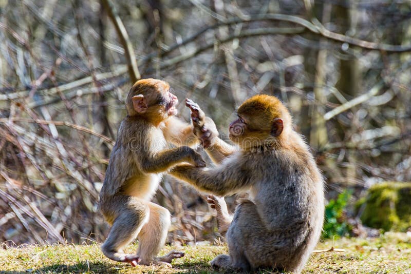 Two Monkeys Fight on a Rock in the Park Against the Background of the ...
