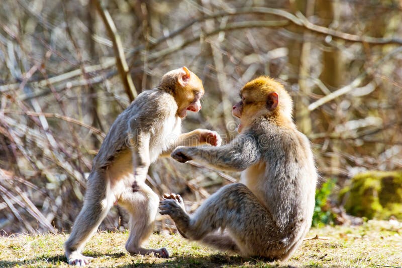 Two Monkeys Fight on a Rock in the Park Against the Background of the ...