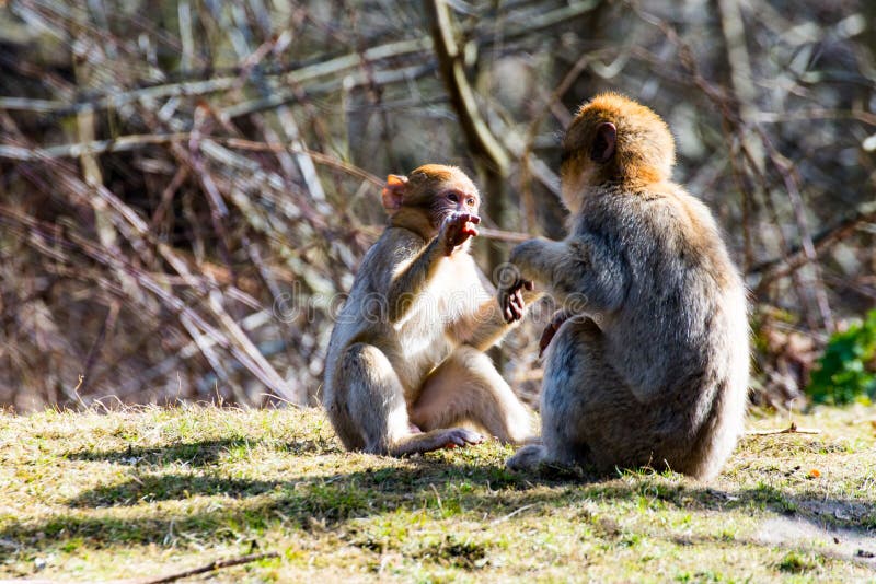 Two Monkeys Fight on a Rock in the Park Against the Background of the ...