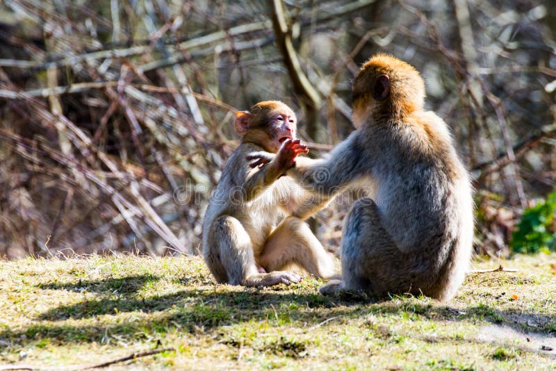 Two Monkeys Fight on a Rock in the Park Against the Background of the ...