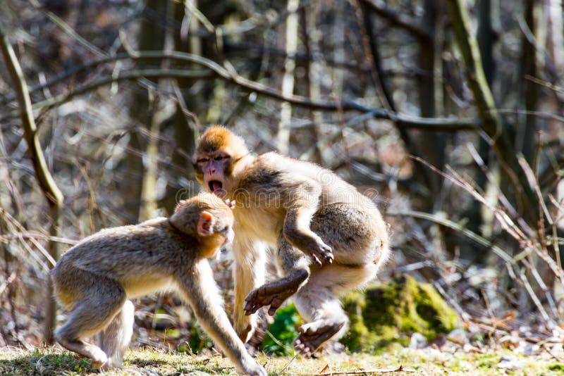 Two Monkeys Fight on a Rock in the Park Against the Background of the ...