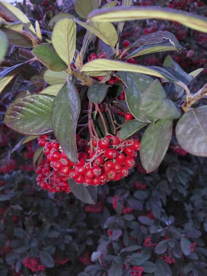 Little berries in the tree stock photo. Image of nature - 143578420