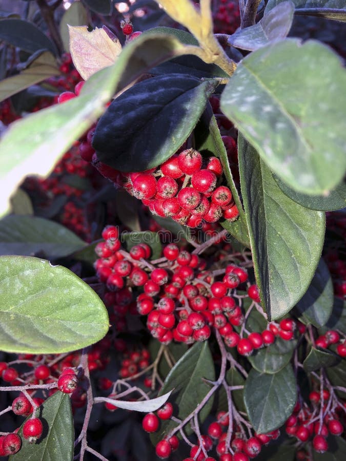 Little berries in the tree stock photo. Image of nature - 143578420