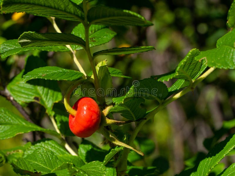 Little Berry Fruits in Quebec, Canada Stock Photo - Image of natural ...