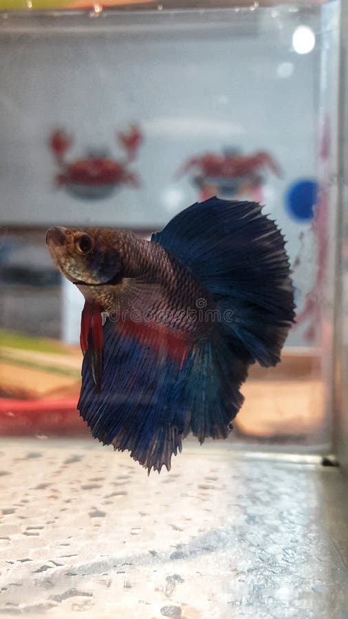 Little Beta Fish Stock Photos - Free & Royalty-Free Stock Photos from ...