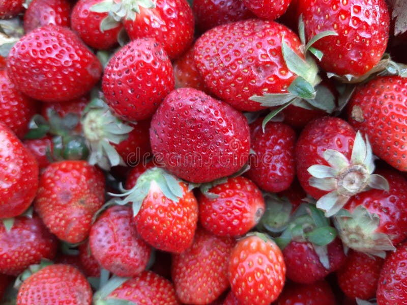 Stobari Stock Photos - Free & Royalty-Free Stock Photos from Dreamstime