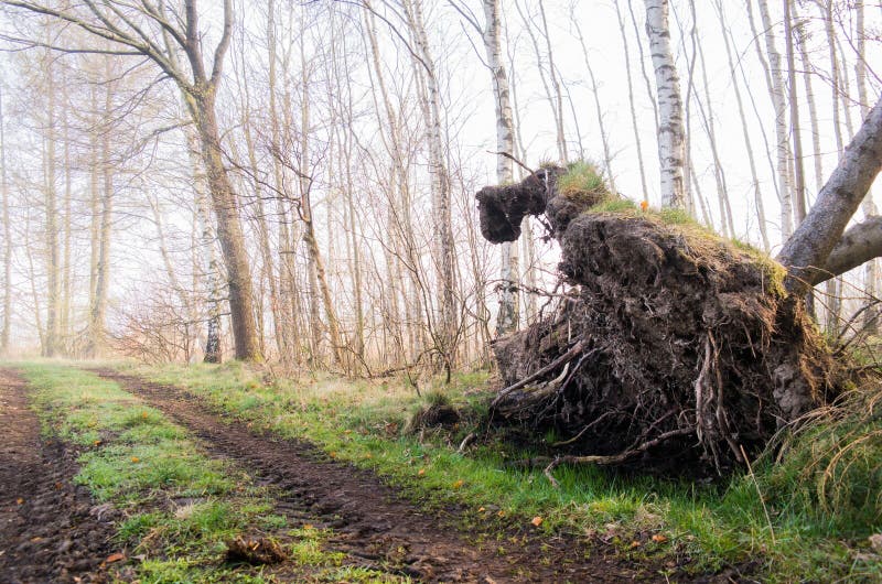 A Little Birch Forest. Tree Pulled Out with a Root Stock Image - Image ...