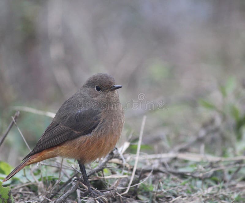 A little bird stock image. Image of bird, littlebird - 175916147
