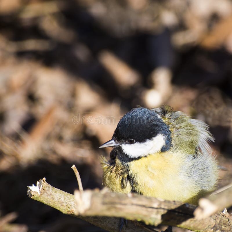 781 Little Sad Bird Stock Photos - Free & Royalty-Free Stock Photos ...