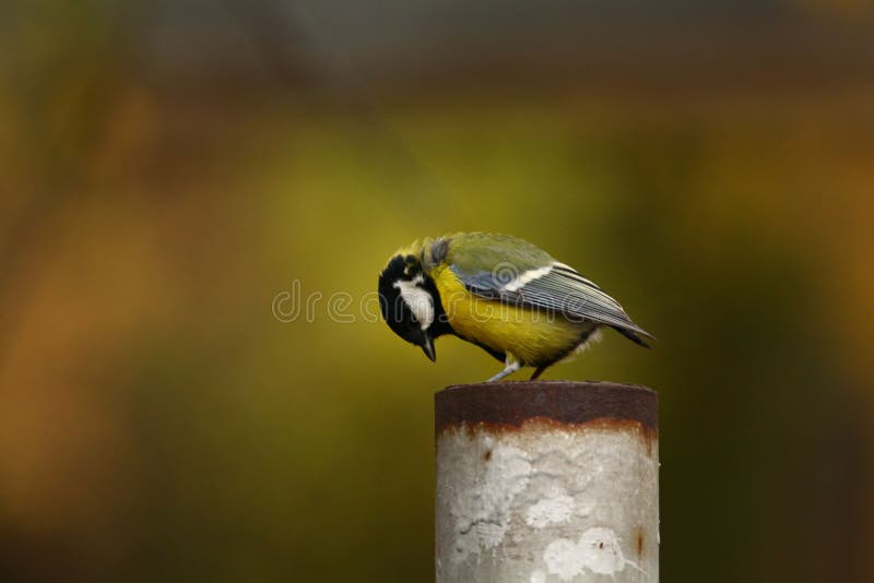 A Little Bird Animal Baby Background Stock Photo - Image of great, bird ...