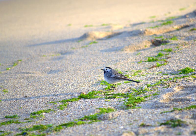 Little bird on a beach stock photo. Image of little, looking - 49662604