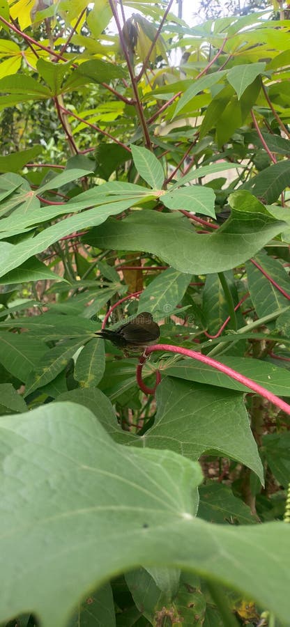 Little Bird Behind the Cassava Tree Stock Image - Image of cassava ...