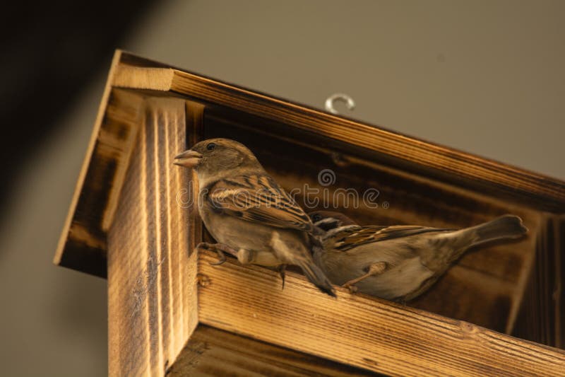 Little Bird on a Branch Bird Portrait Stock Photo - Image of light ...
