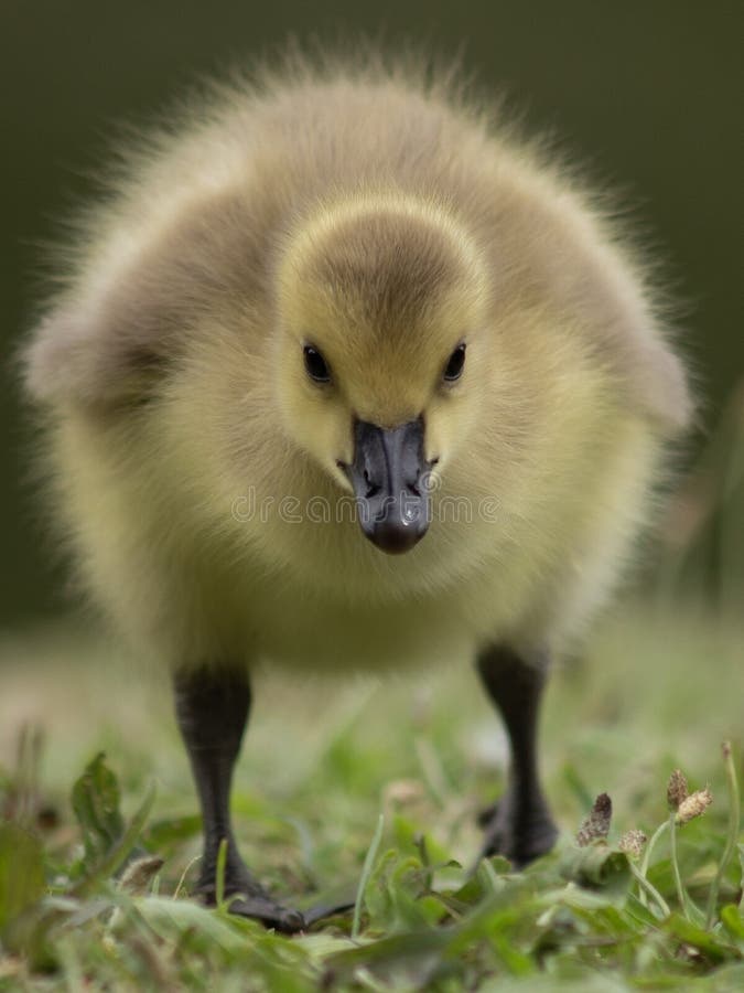 Little Bird Chick Standing Alone Stock Photo - Image of animal, ducks ...