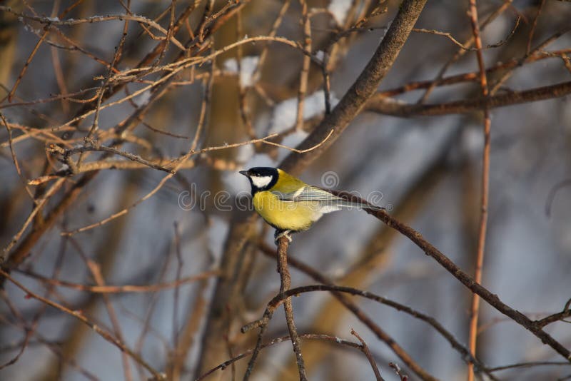 A Little Bird Chickadee / Titmouse Stock Photo - Image of cedar, cute ...